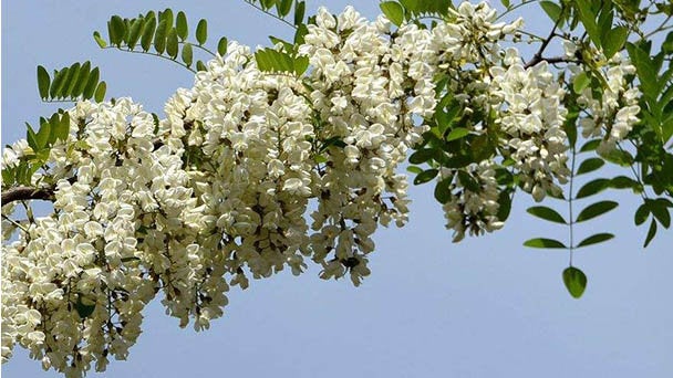 5 Sophora japonica Seeds, Japanese Pagoda Tree Seeds, Pagoda Tree Seed ...