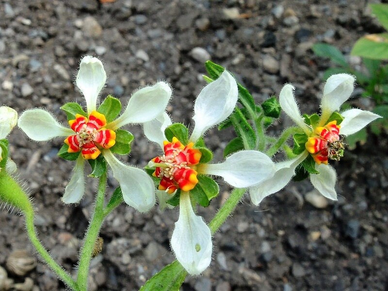 10 Nasa triphylla Seeds, — Seeds And Smiles - Buy Top Quality Seeds ...