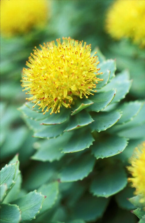 50 Rhodiola rosea Seeds , Golden root Seeds ,Rose root, Roseroot Plant ...