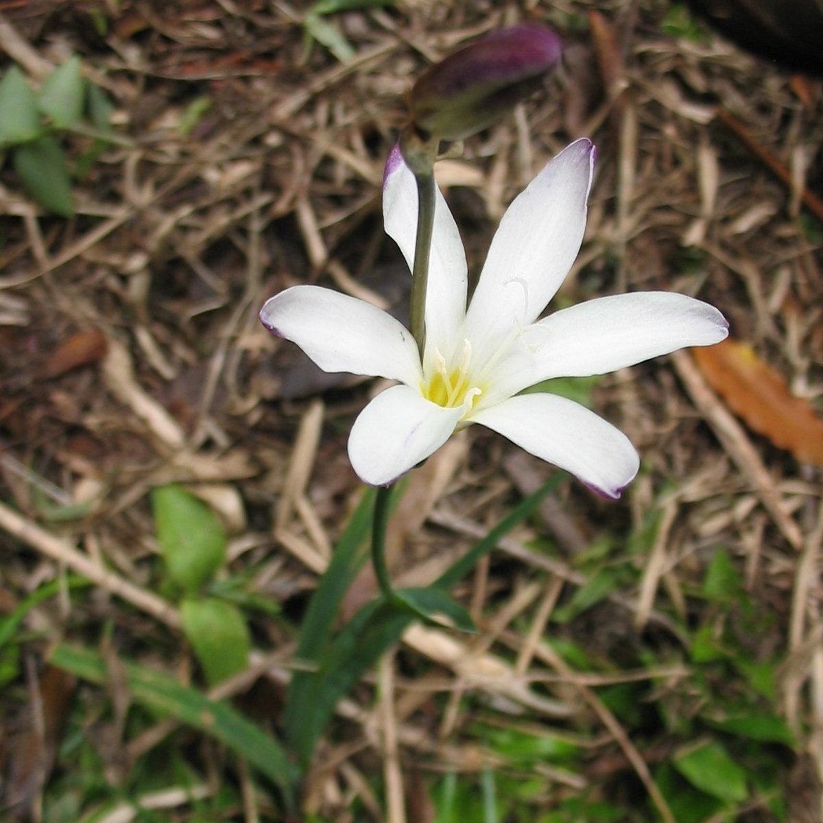 20 Sparaxis bulbifera Seeds, Harlequin flower Seeds — Seeds And Smiles ...