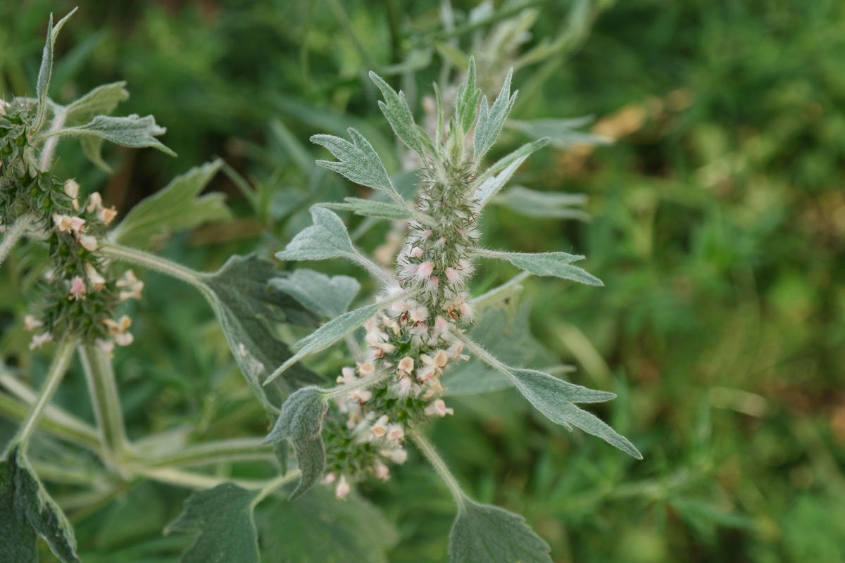 15 Leonurus quinquelobatus Seeds, Leonurus Seeds, Motherwort Seeds ...