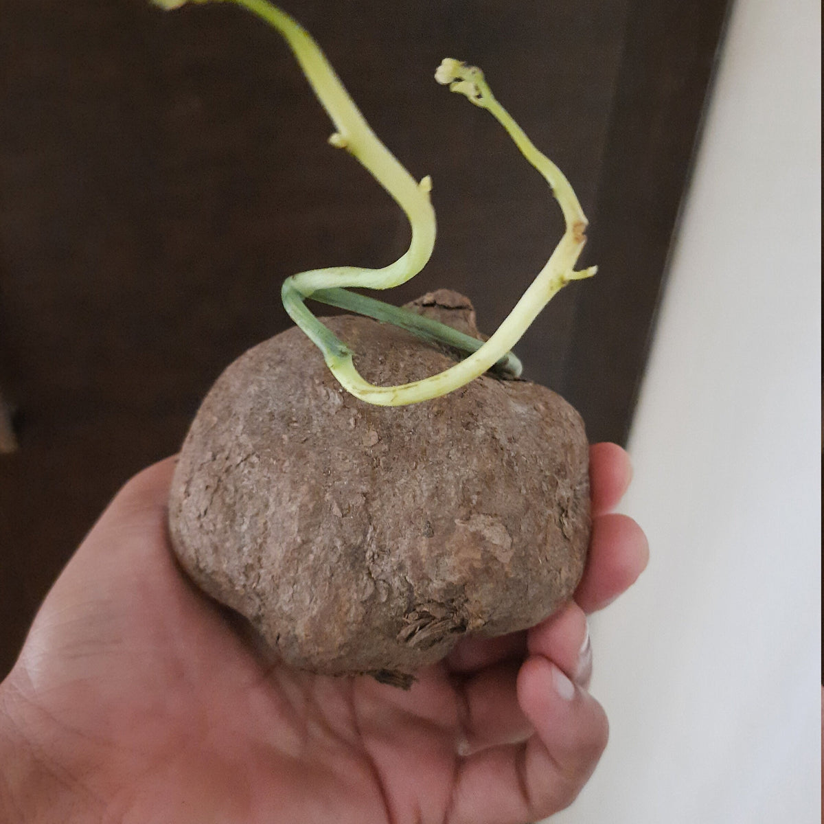 1 Stephania Rotundifolia bulb ,Mountain Turtle Bulb, Phytosanitary ...