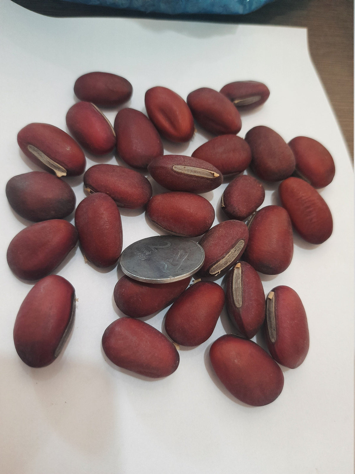 25 Sword bean Seeds, Giant Pink Sword Bean Seeds, Canavalia Gladiata S ...