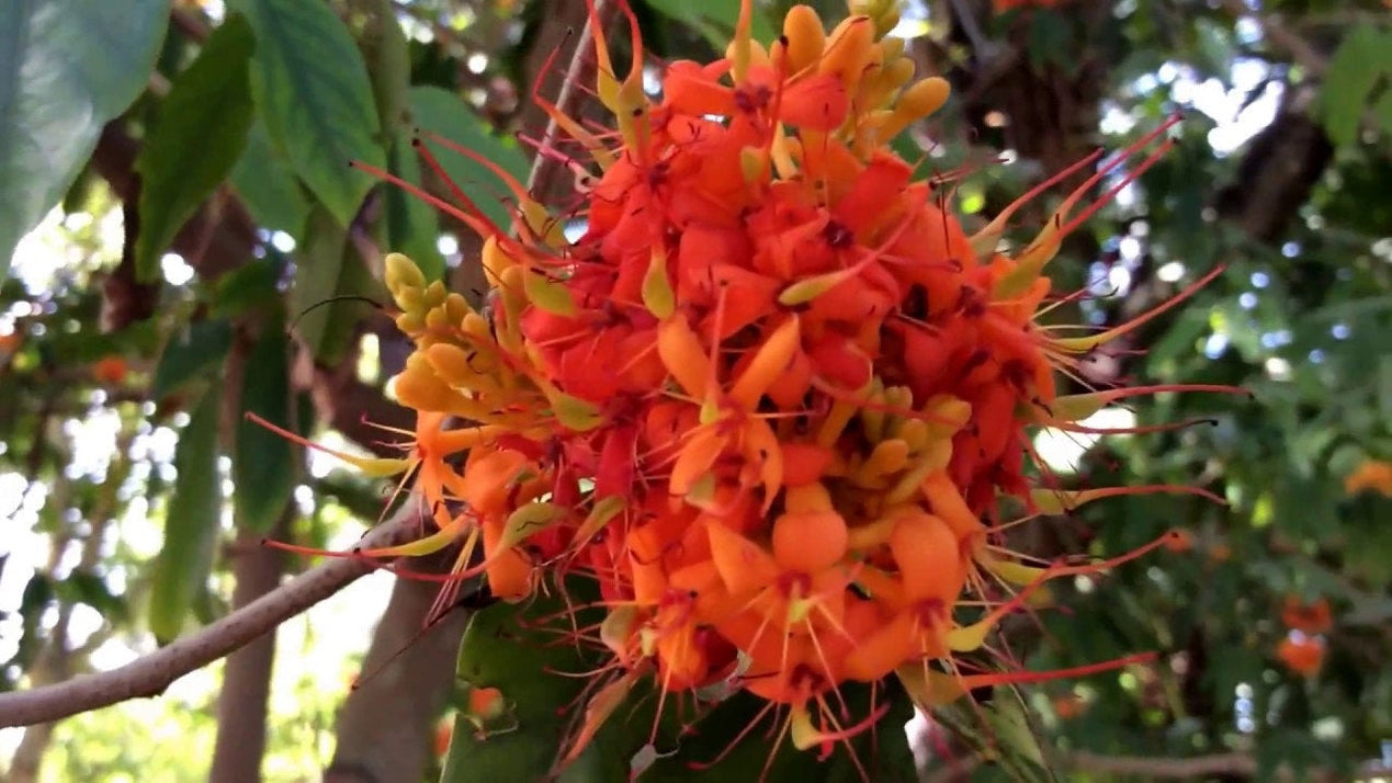 10 Ashoka Tree Seeds , Saraca Indica Seeds, Sorrowless Tree Seeds ...